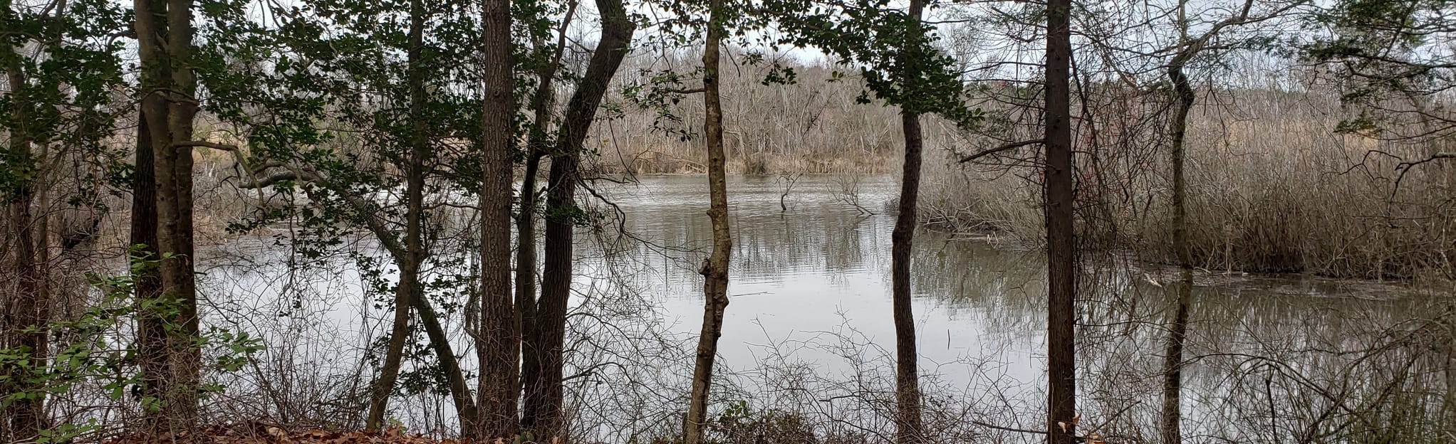 Dogfish Spur Trail, Delaware - 27 Reviews, Map | AllTrails