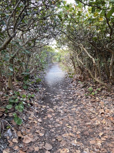 Best Hikes and Trails in Blowing Rocks Nature Preserve | AllTrails