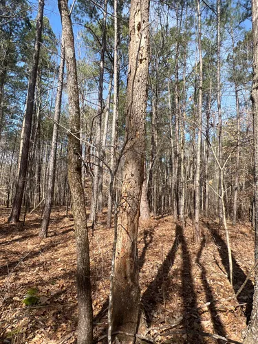 Best Hikes and Trails in Charlie Elliott Wildlife Center | AllTrails