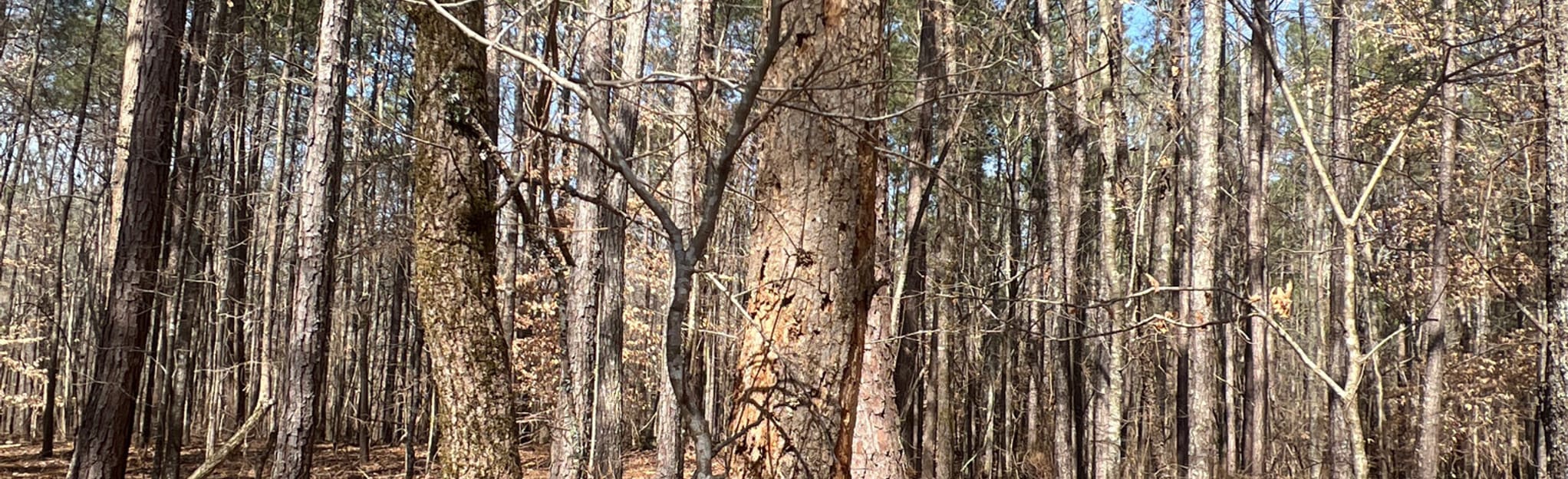 CEWC Blue Loop, Georgia - 9 Reviews, Map | AllTrails