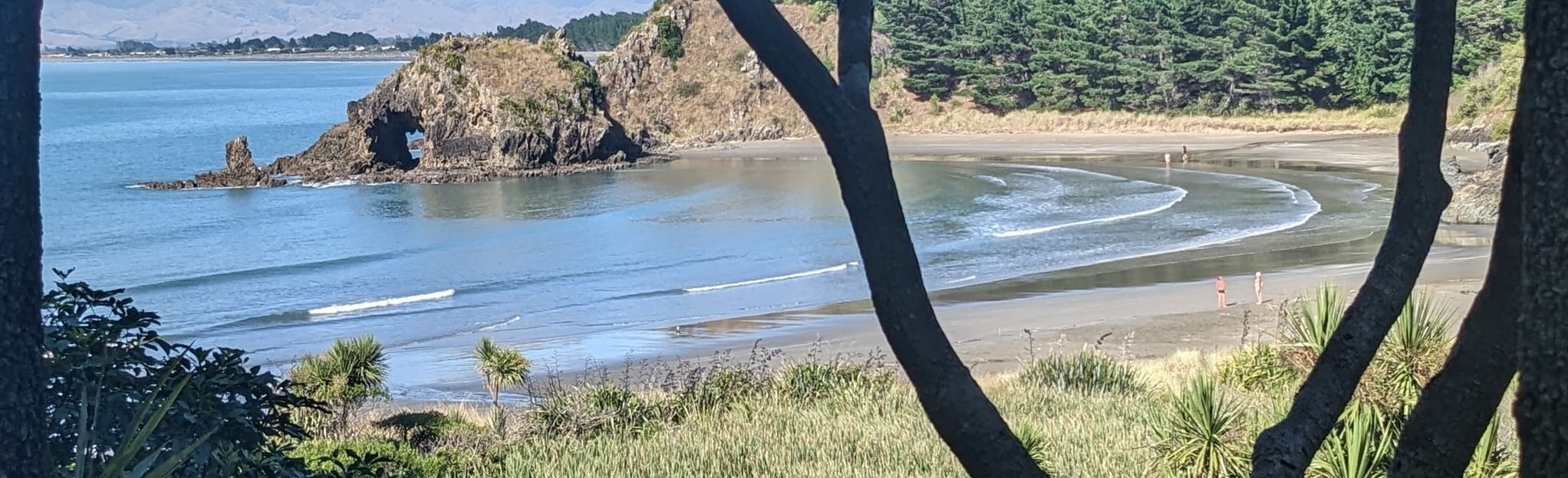 Pukatea Bushwalk: 3 Reviews, Map - Marlborough, New Zealand | AllTrails