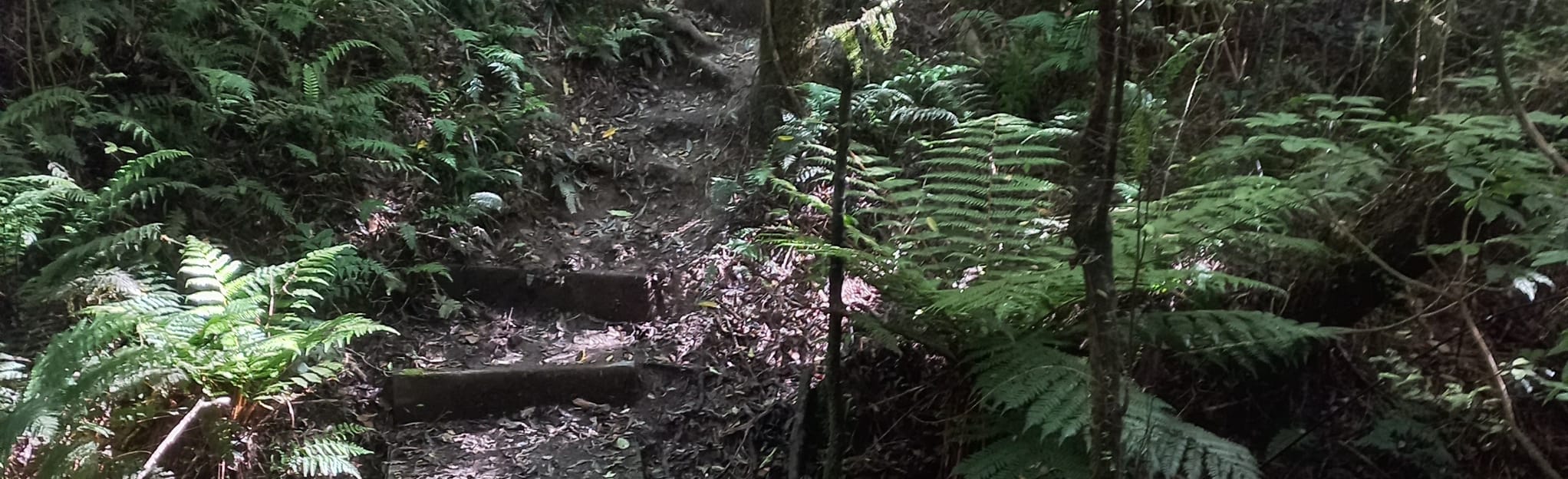 Orari Gorge Track: 21 Reviews, Map - Canterbury, New Zealand | AllTrails