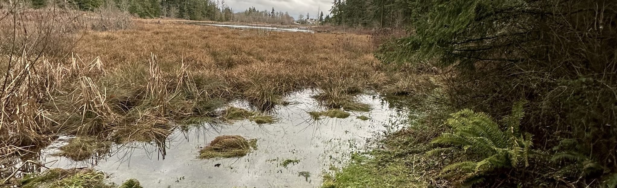 Elger Bay Preserve Loop: 11 Reviews, Map - Washington | AllTrails