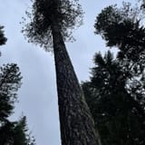 Big Tree Loop, Washington - 48 Reviews, Map | AllTrails
