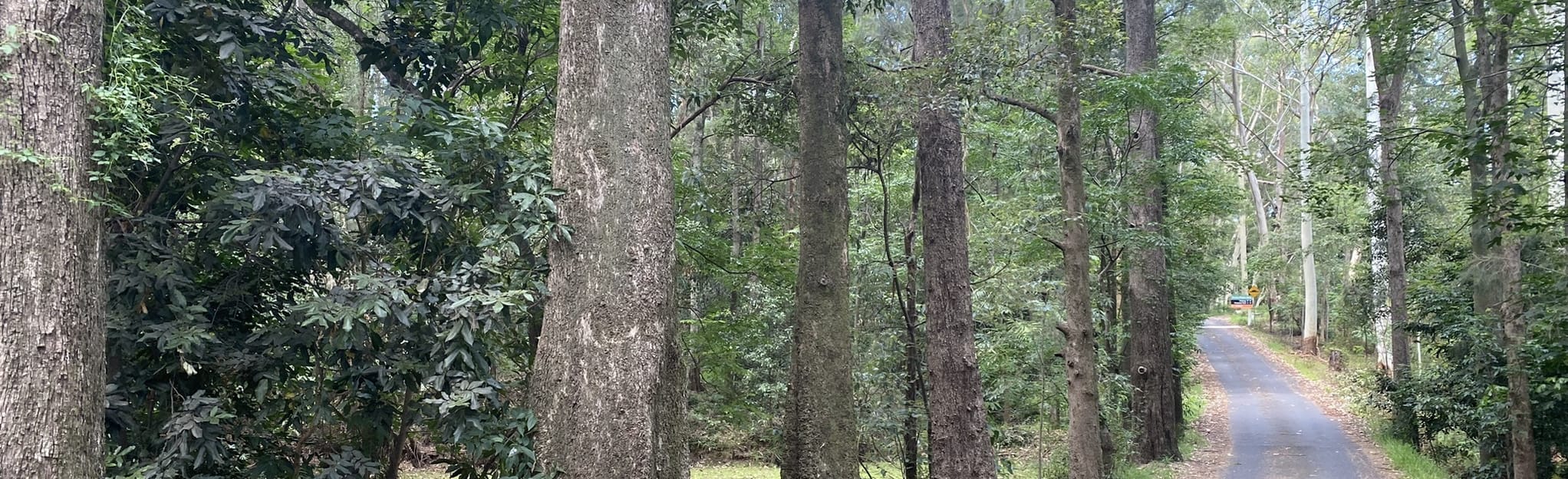 Palm Gully, Sensory and Forestry Track: 83 foto - Nuovo Galles del Sud ...