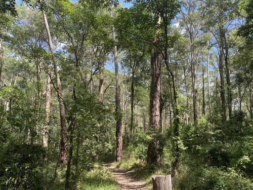 Best Hikes and Trails in Cumberland State Forest | AllTrails