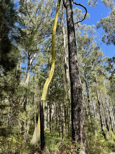 Best Hikes and Trails in Warrawee Reserve | AllTrails