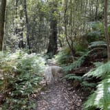Warrawee Reserve Loop, Tasmania, Australia - 42 Reviews, Map | AllTrails