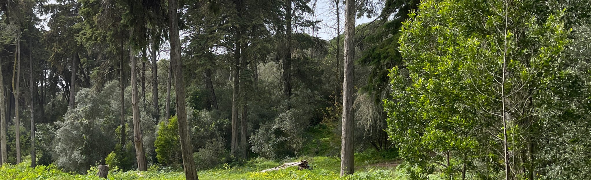 Monsanto Forest Park Green Loop, Lisbon, Portugal - 21 Reviews, Map ...