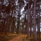 Newborough Forest Circular, Anglesey, Wales - 70 Reviews, Map | AllTrails