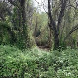 Obern Trail, California - 350 Reviews, Map | AllTrails