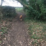 Peover Eye Circular, Cheshire, England - 91 Reviews, Map | AllTrails