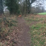 Peover Eye Circular, Cheshire, England - 91 Reviews, Map | AllTrails