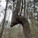 Red Byrd Arch, Kentucky - 238 Reviews, Map | AllTrails