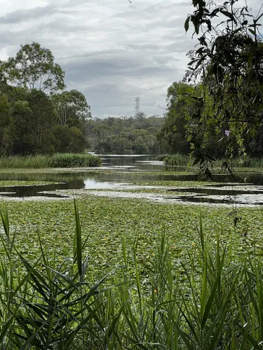 Best Hikes and Trails in Berrinba Wetlands | AllTrails