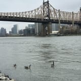 Queensbridge Park Loop, New York - 41 Reviews, Map | AllTrails