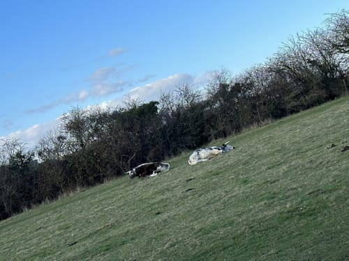 2023 Best Forest Trails in Worcester Woods Country Park | AllTrails