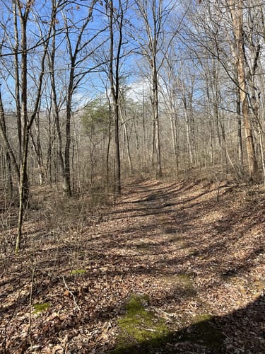 Best Hikes and Trails in Martin State Forest--Indiana | AllTrails