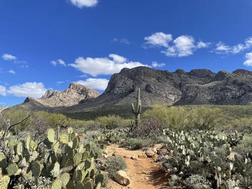 10 Best Trails and Hikes in Tucson | AllTrails