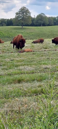 Best Hikes and Trails in Wilderness Rider Buffalo Ranch | AllTrails