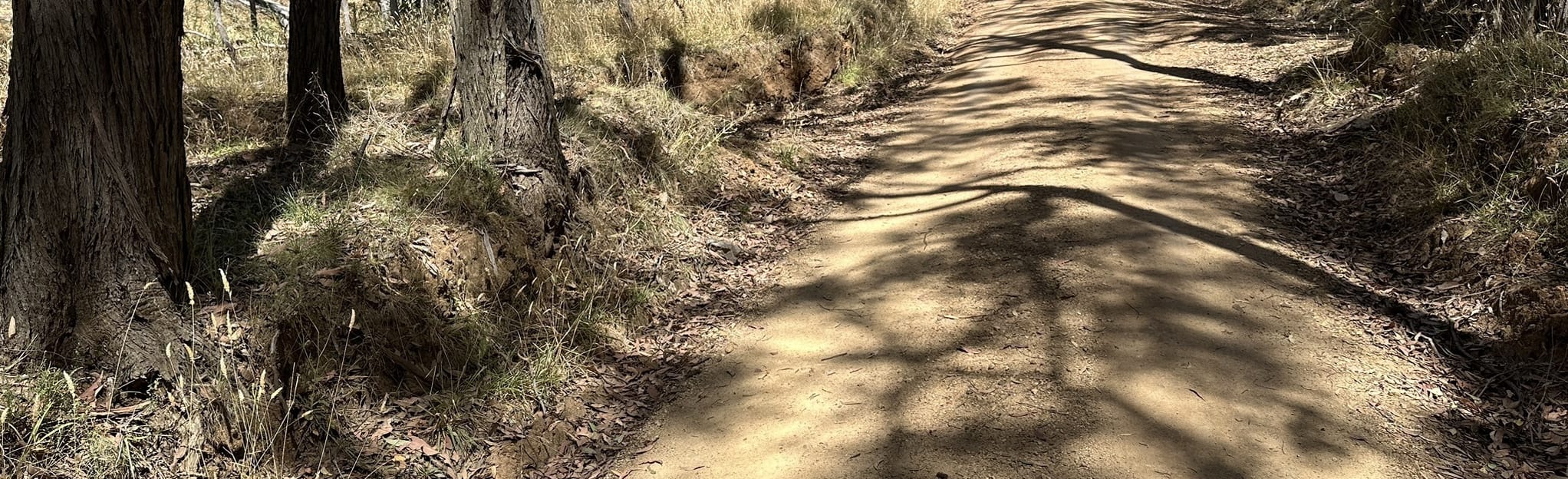 Mount Wombat Lookout Track via Pinniger Cairn: 18 Reviews, Map ...