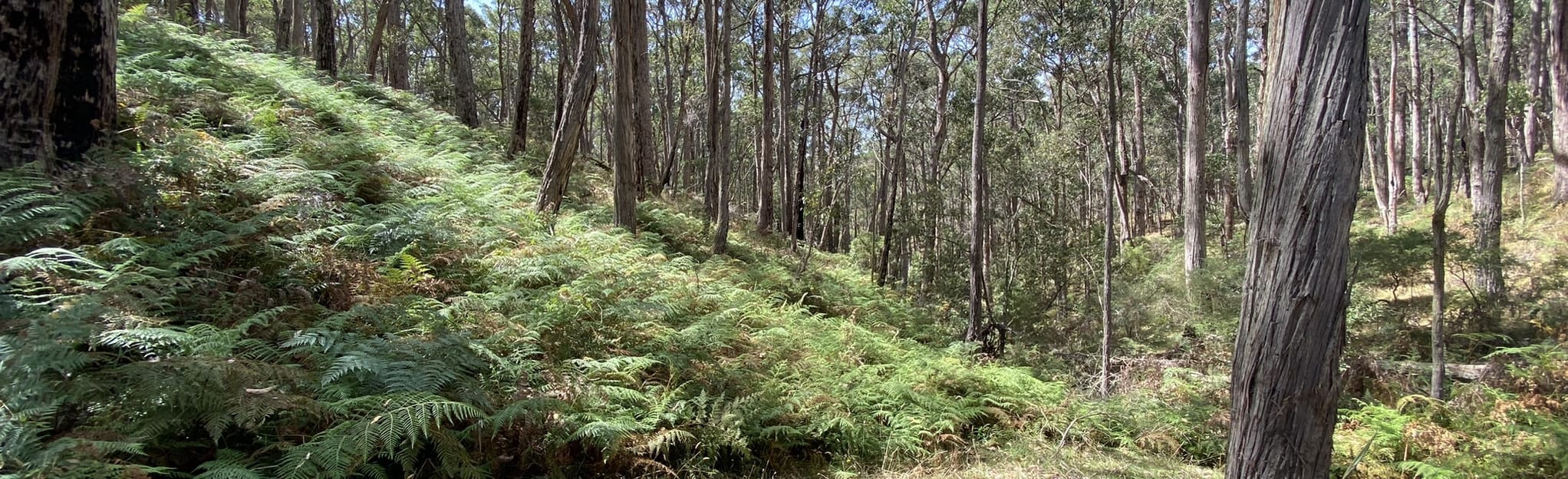 Garibaldi Gully, Victoria, Australia - 10 Reviews, Map | AllTrails