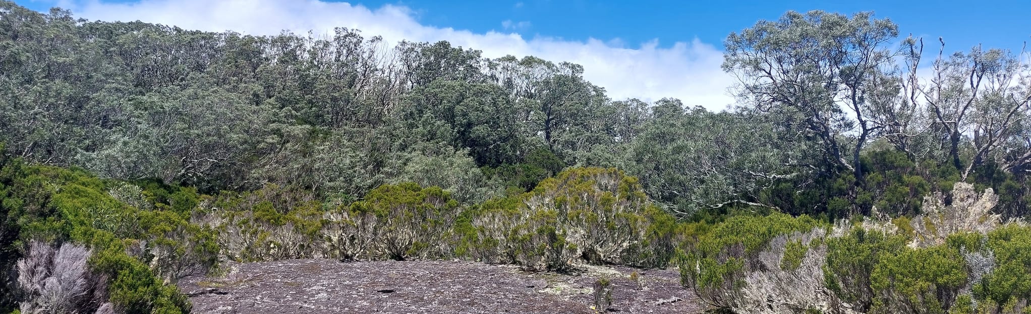 Boucle du Piton des Orangers, Réunion - 13 Reviews, Map | AllTrails