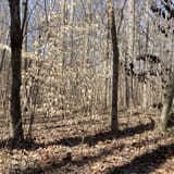 Lake Thom-a-Lex Nature Trail, North Carolina - 225 Reviews, Map | AllTrails