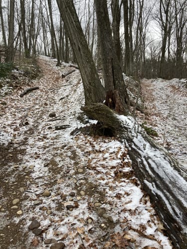 2023 Best Wild Flowers Trails in Agawam | AllTrails