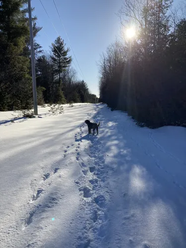 Best Hikes and Trails in Limerick Forest North | AllTrails