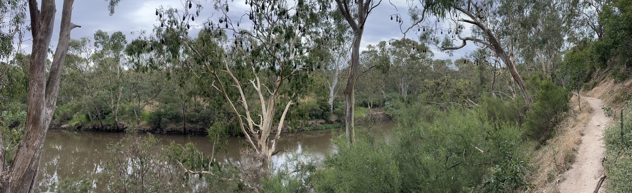 Flying-Fox Walk: 120 Reviews, Map - Victoria, Australia | AllTrails