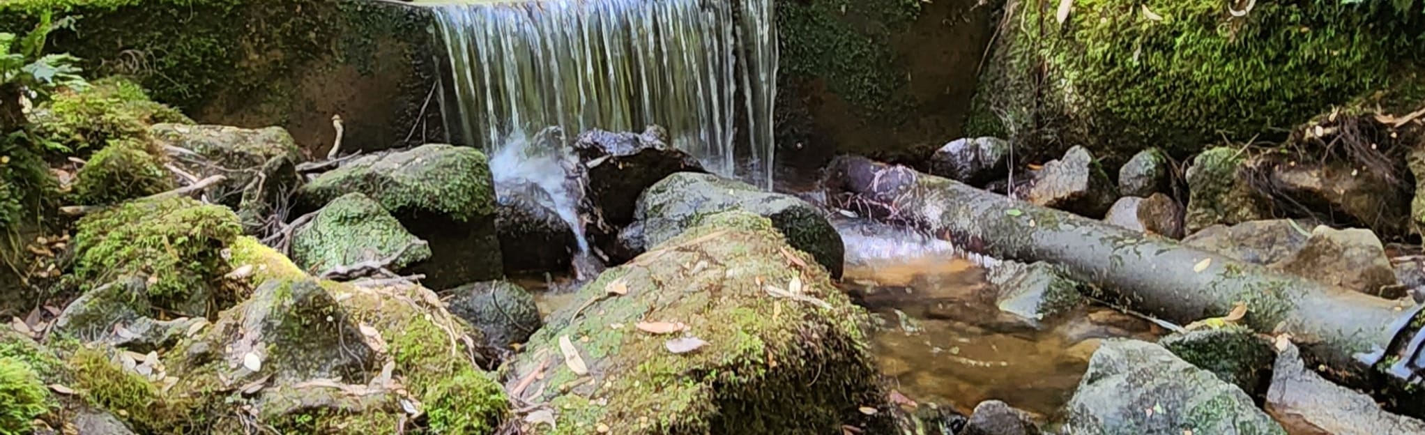 Erica Weir Loop: 9 Reviews, Map - Victoria, Australia | AllTrails