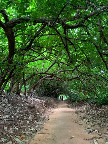 2023 Best Forest Trails in Ulu Tiram | AllTrails