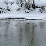 Chena Riverwalk, Alaska - 83 Reviews, Map | AllTrails