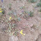 Secret Pass Loop, Arizona - 80 Reviews, Map | AllTrails