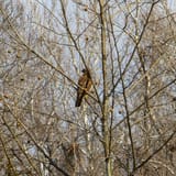 Deer Ridge Park 4K Loop, Missouri - 121 Reviews, Map | AllTrails