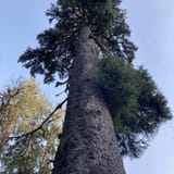 Irely Lake Trail, Washington - 125 Reviews, Map | AllTrails