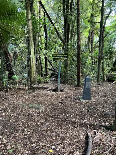 Best Hikes and Trails in Pureora Forest Park | AllTrails