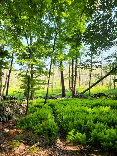 Best Forest Trails in Lake Mohegan | AllTrails