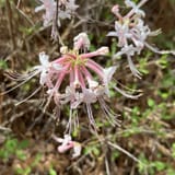 Wild Azalea Trail, Louisiana - 290 Reviews, Map | AllTrails