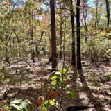 Coon Ridge Trail, Oklahoma - 296 Reviews, Map | AllTrails