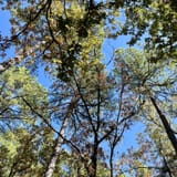 Coon Ridge Trail, Oklahoma - 296 Reviews, Map | AllTrails