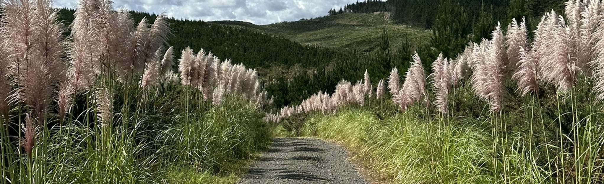 Barlow Road and Joe's Bridge Loop, Auckland, New Zealand - 23 Reviews ...