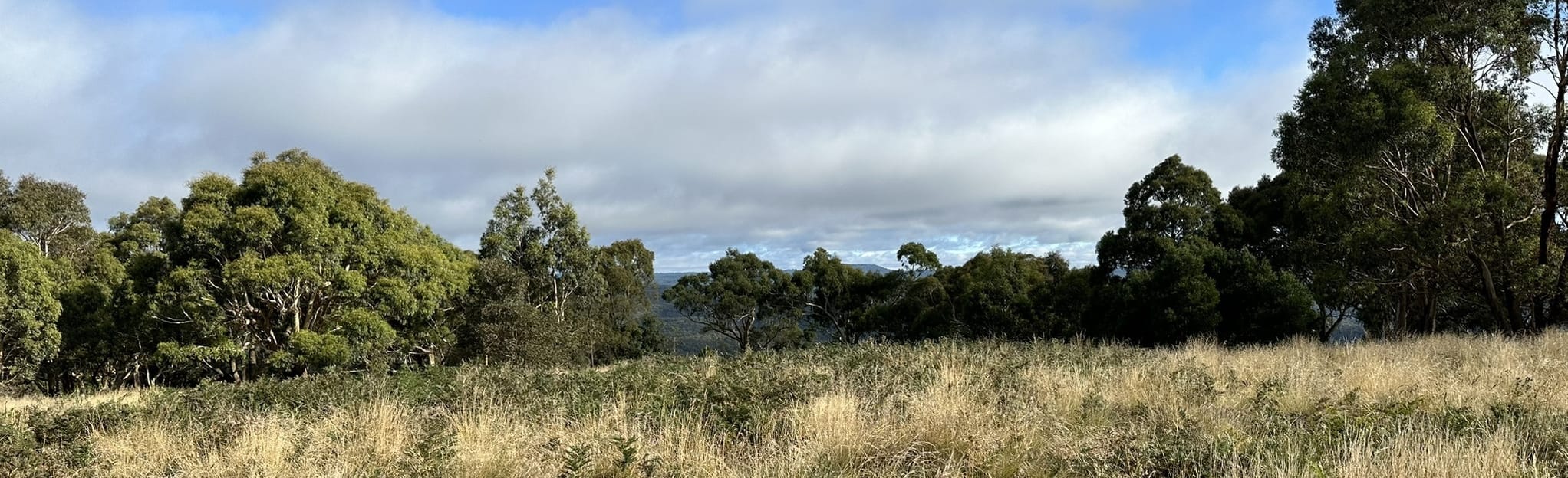 Razorback Track via Mount Blackwood, Victoria, Australia - 92 Reviews ...