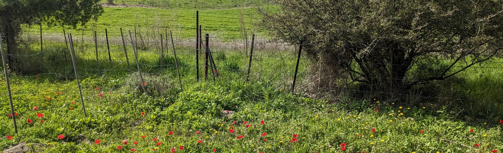 Mishmar HaEmek Forest, Beit Ras and Ein HaShofet Forest Circuit ...