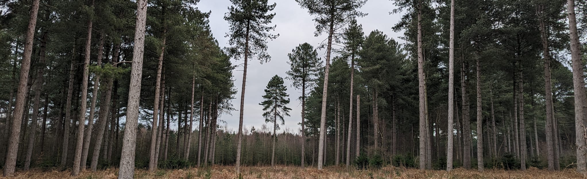 Wheldrake Woods: 67 Reviews, Map - North Yorkshire, England | AllTrails