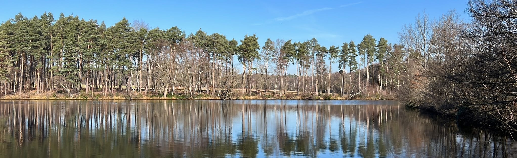 Mill Pond and Rapley Lake, Berkshire, England - 28 Reviews, Map | AllTrails
