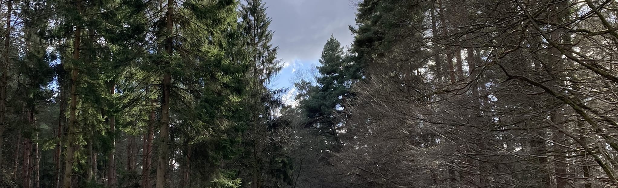 AllTrails | Forest of Dean Sculpture Trail Circular Walk: 197 Reviews ...