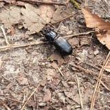 Torreya Trail, Florida - 368 Reviews, Map | AllTrails