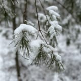 Douglas Forest Wallis Pond Loop Trail, Massachusetts - 890 Reviews, Map ...